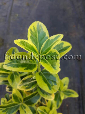 EUONYMUS JAPONICUS ELEGANTISSIMUS AUREUS (Gold taflan) – fidandeposu.com